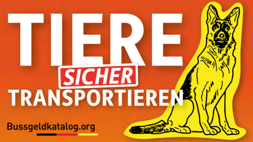 Tiere im Auto transportieren - Bußgeldkatalog 2025